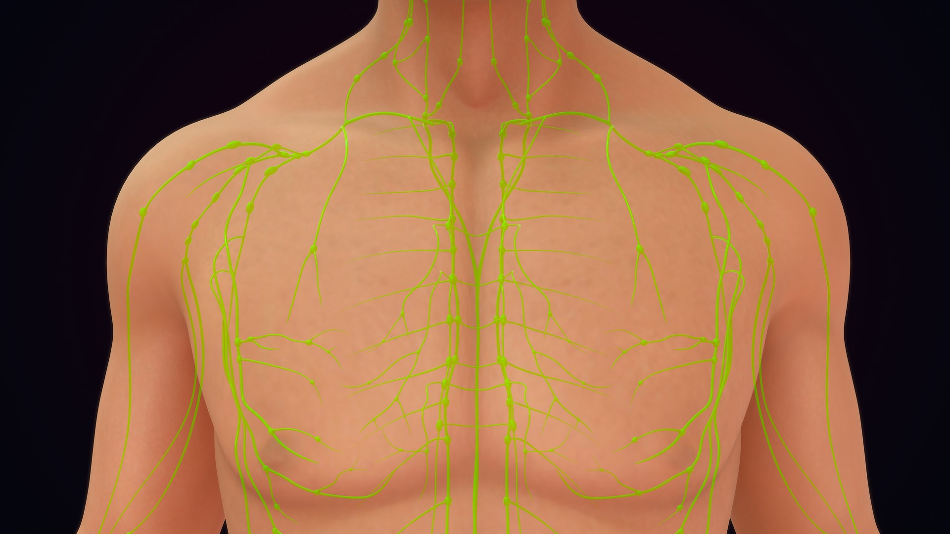 3D Human Natural Body With Lymph Nodes - TurboSquid 1891477