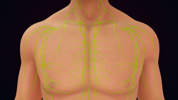 3D Human Natural body with Lymph nodes - TurboSquid 1891477