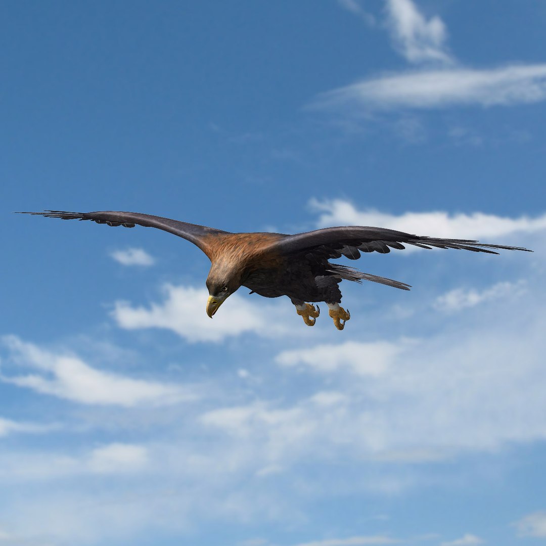 Golden Eagle Animation 3d Ma