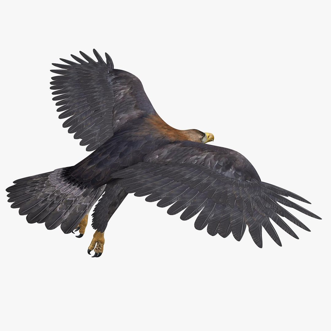 Golden Eagle Animation 3d Ma