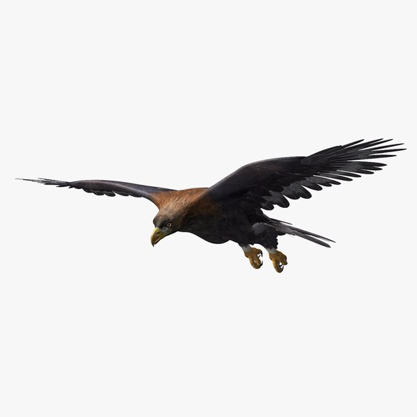 golden eagle animation 3d ma