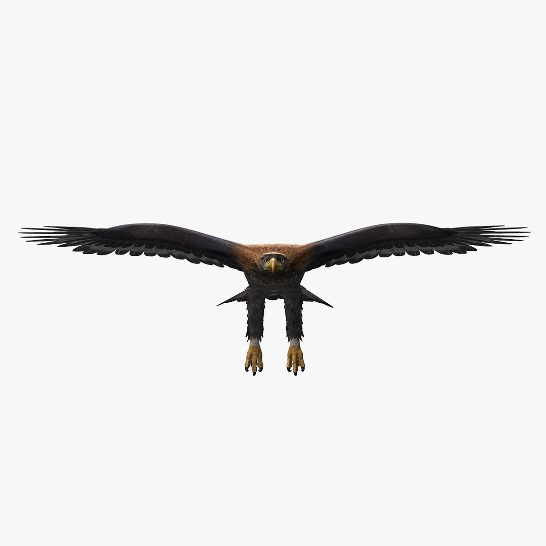 Golden Eagle Animation 3d Ma
