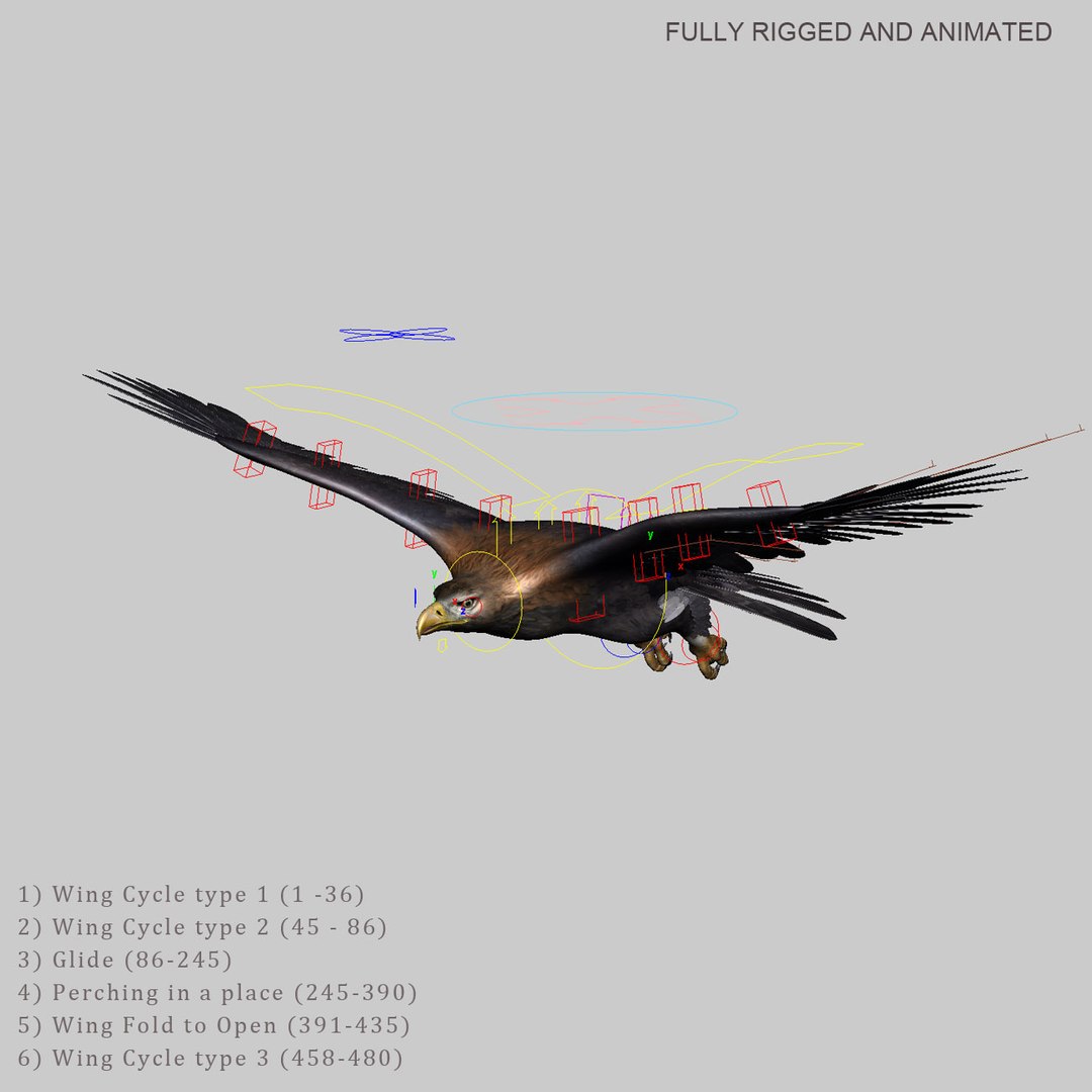Golden Eagle Animation 3d Ma