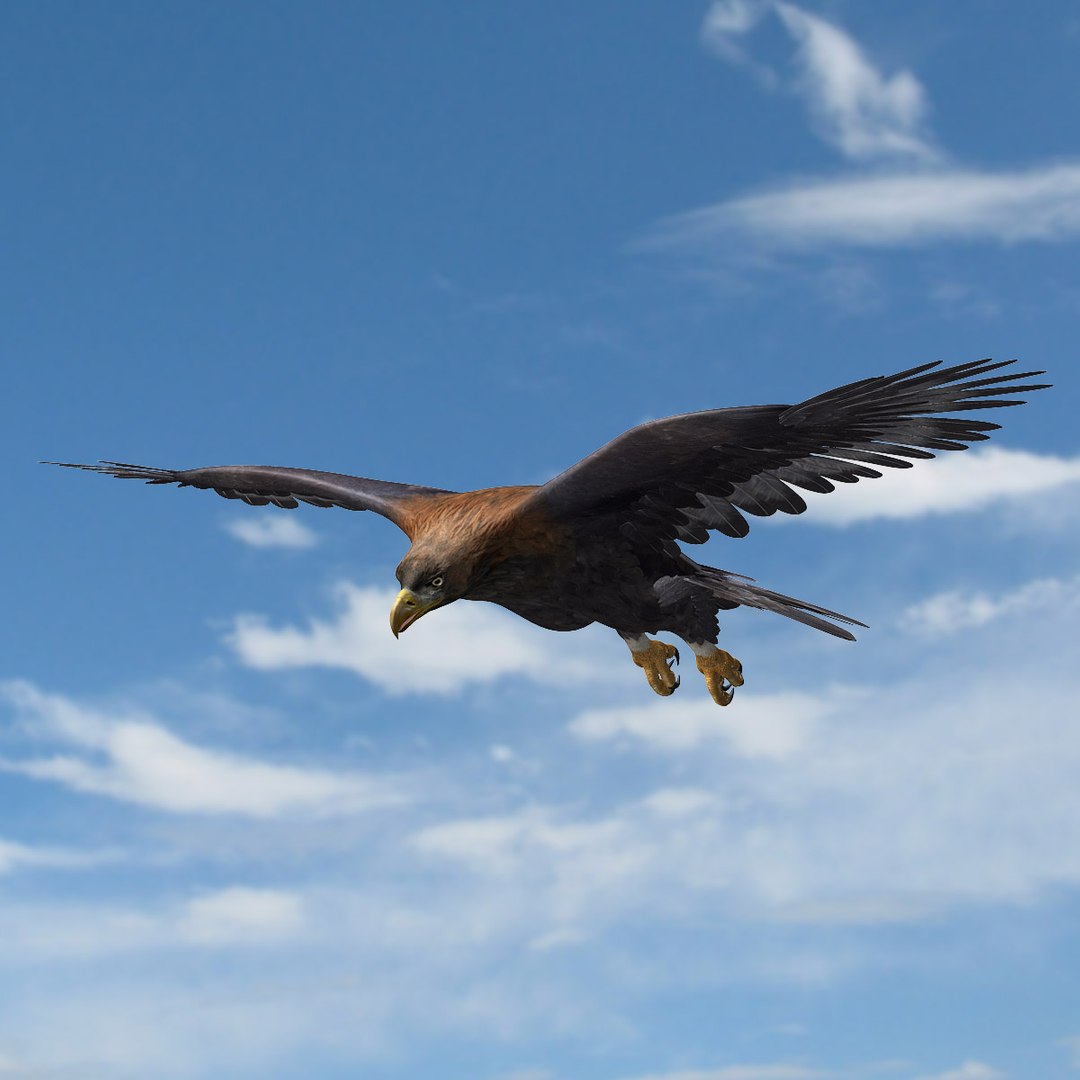 golden eagle animation 3d ma