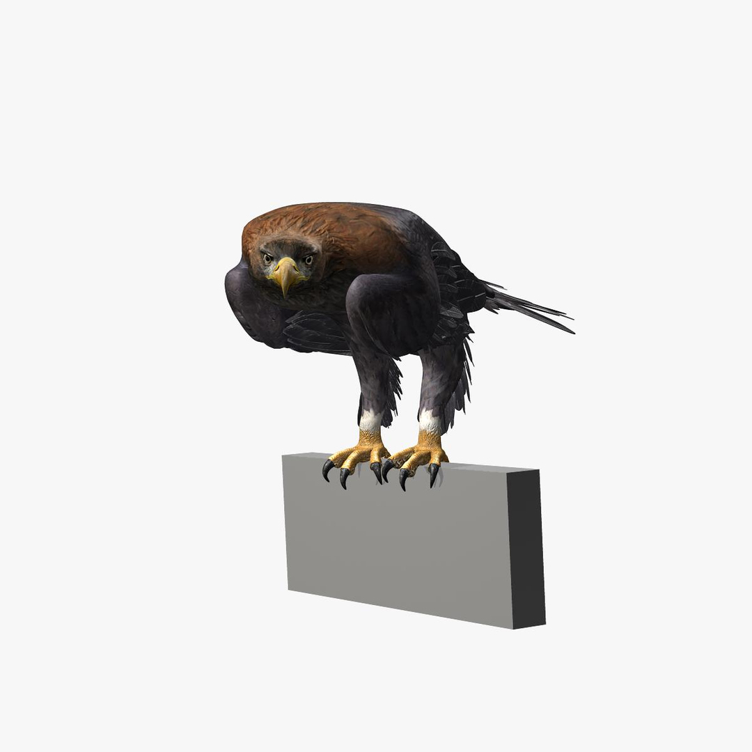 Golden Eagle Animation 3d Ma