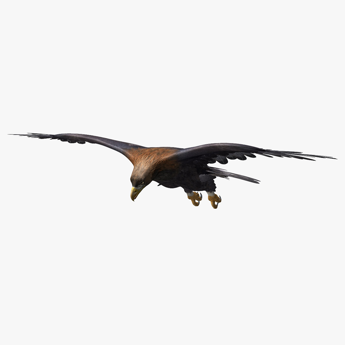 golden eagle animation 3d ma