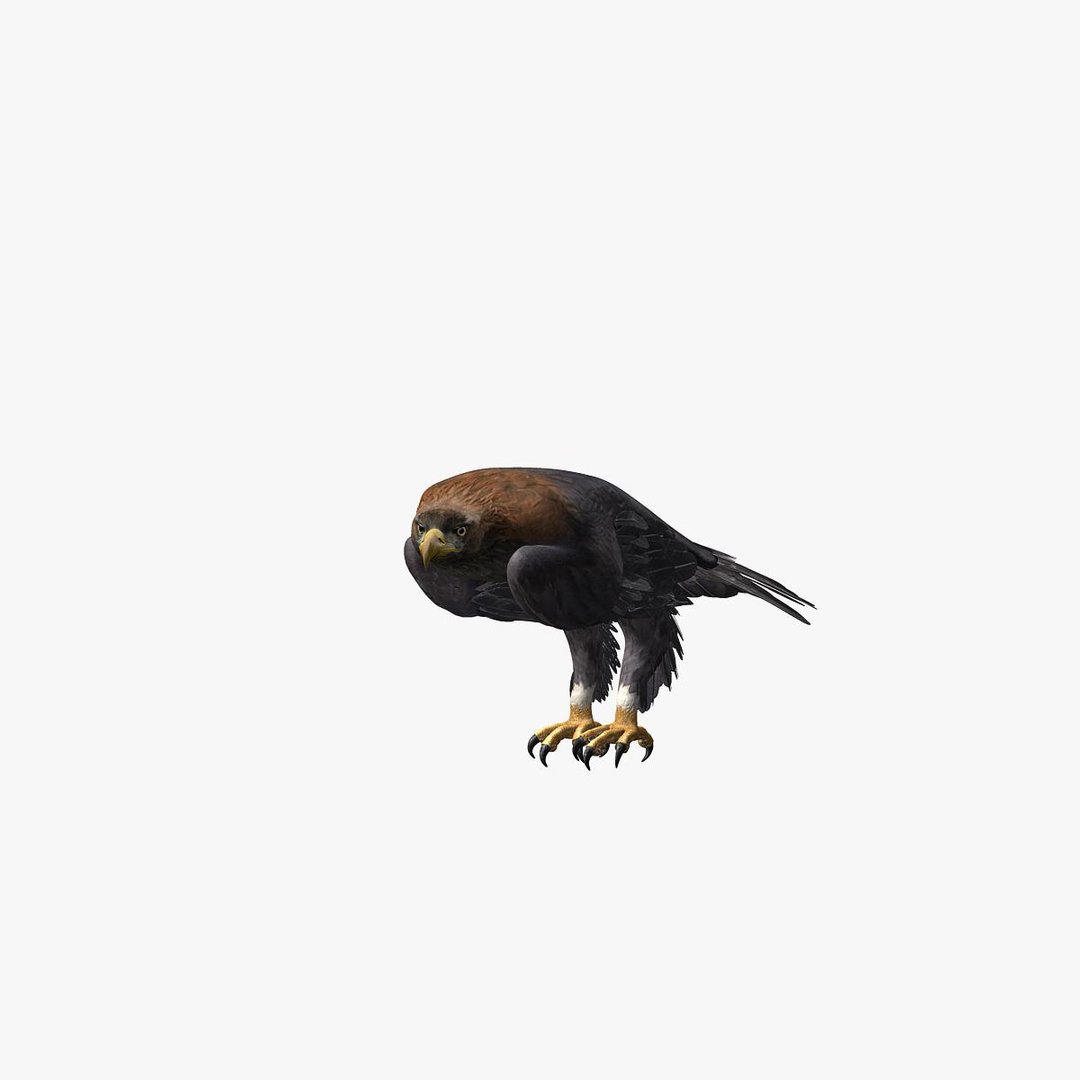 Golden Eagle Animation 3d Ma