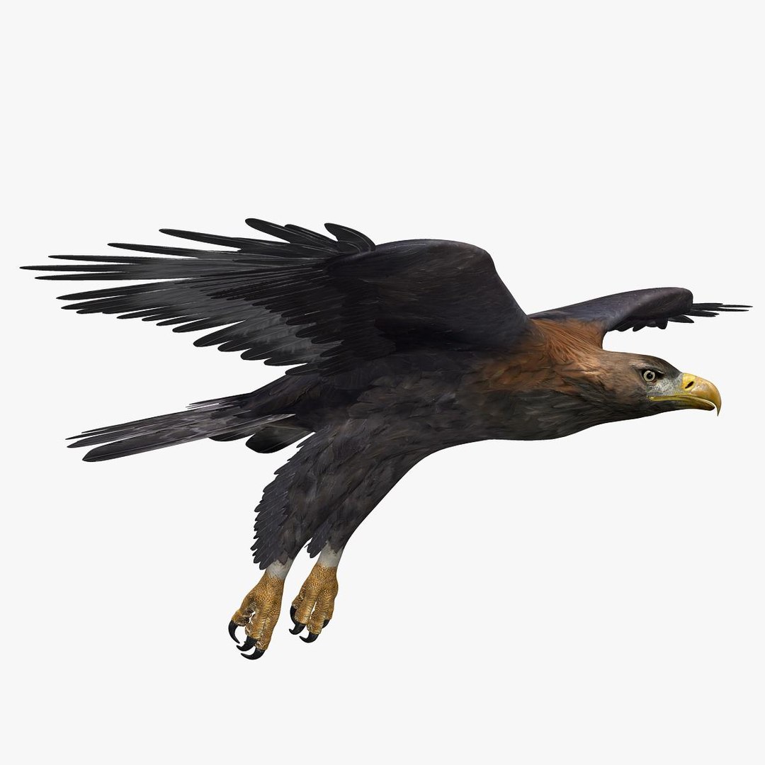 Golden Eagle Animation 3d Ma