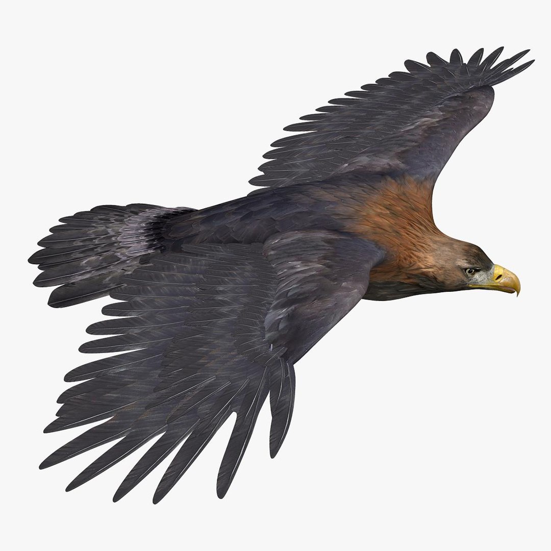 Golden Eagle Animation 3d Ma