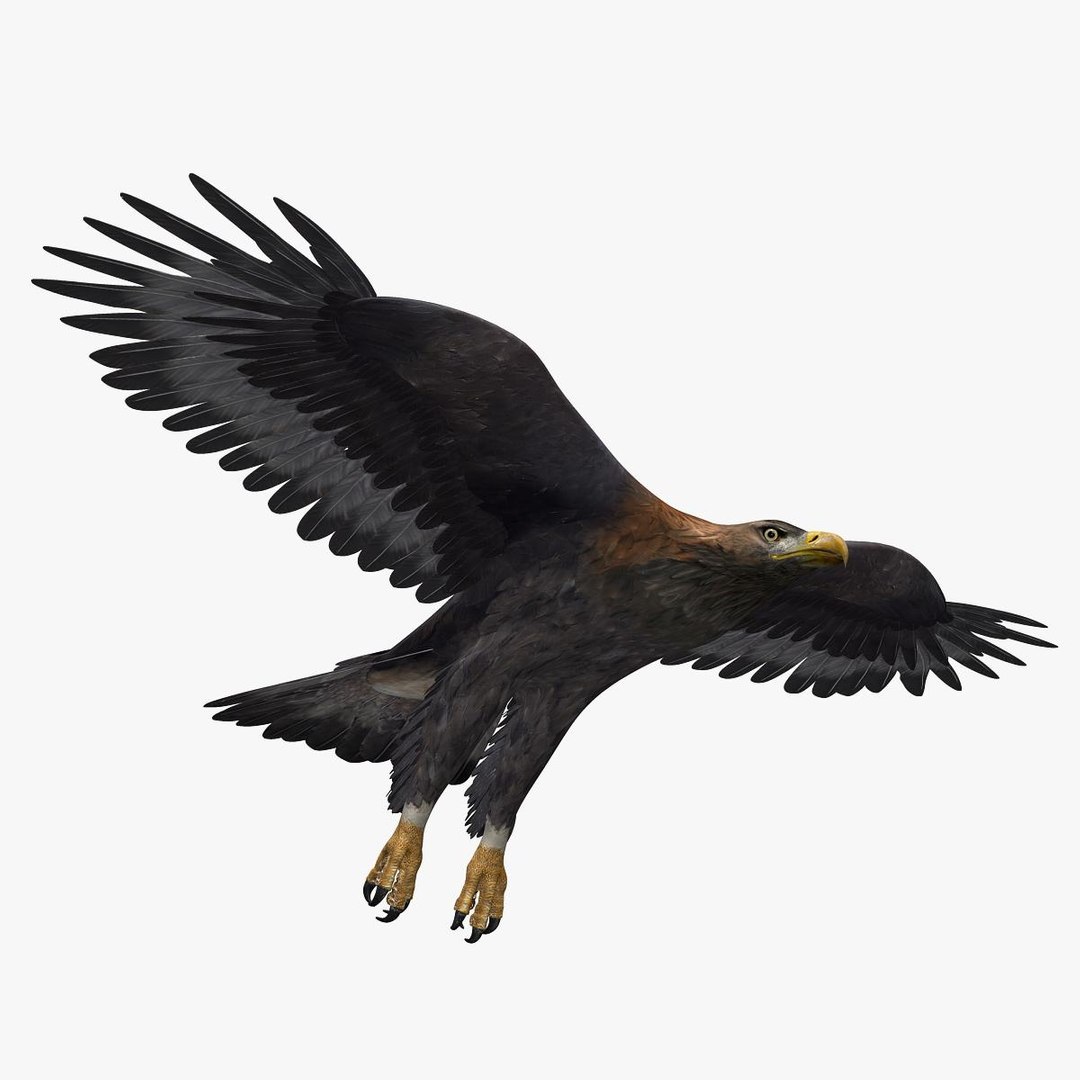 Golden Eagle Animation 3d Ma