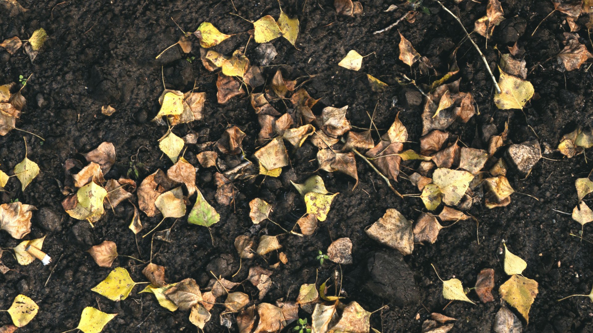 3D Autumn Foliage Material 05 Model - TurboSquid 2119086