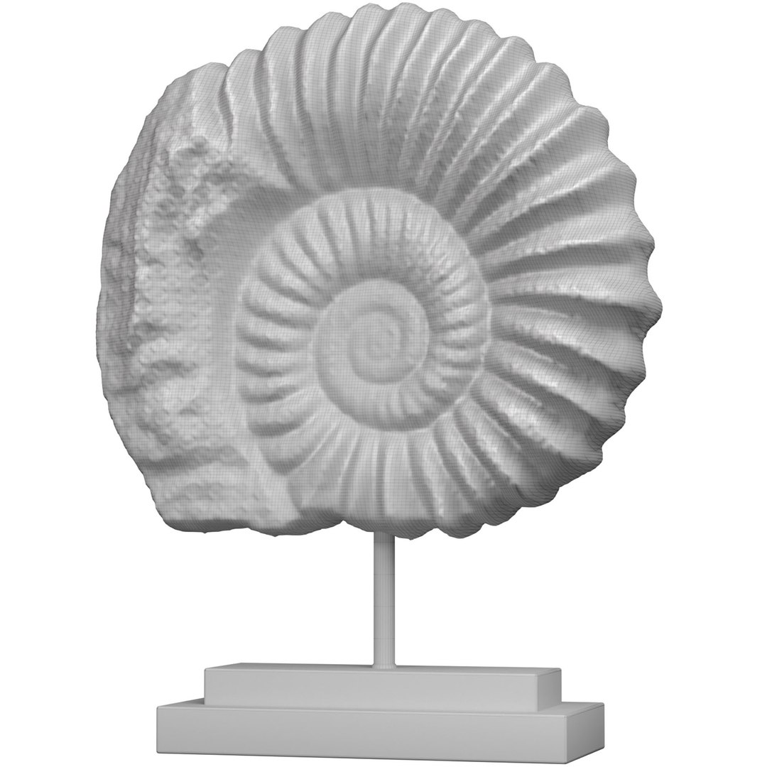Nautilus Shell Sculpture Ammonite Mounted Nautilus Statuette 3D Model ...