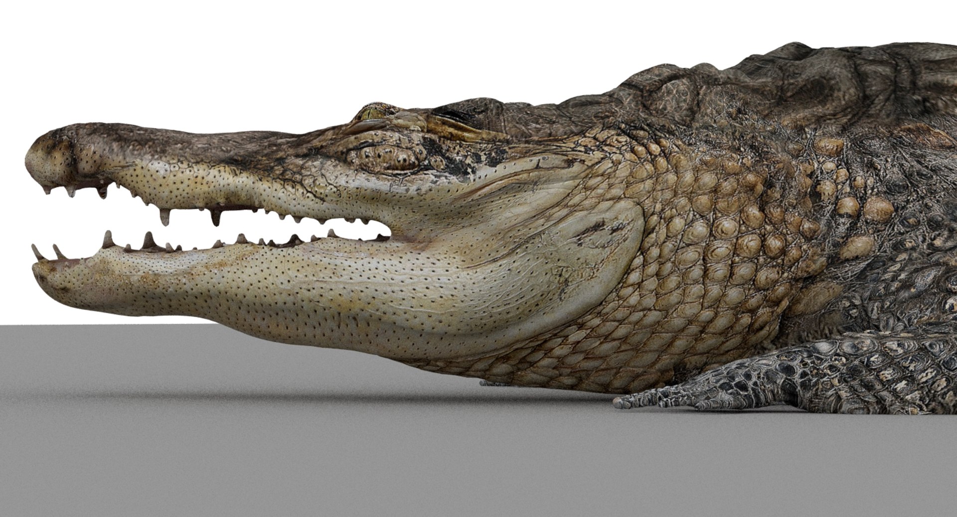 3D Realistic Crocodile Rigged Model - TurboSquid 1402880
