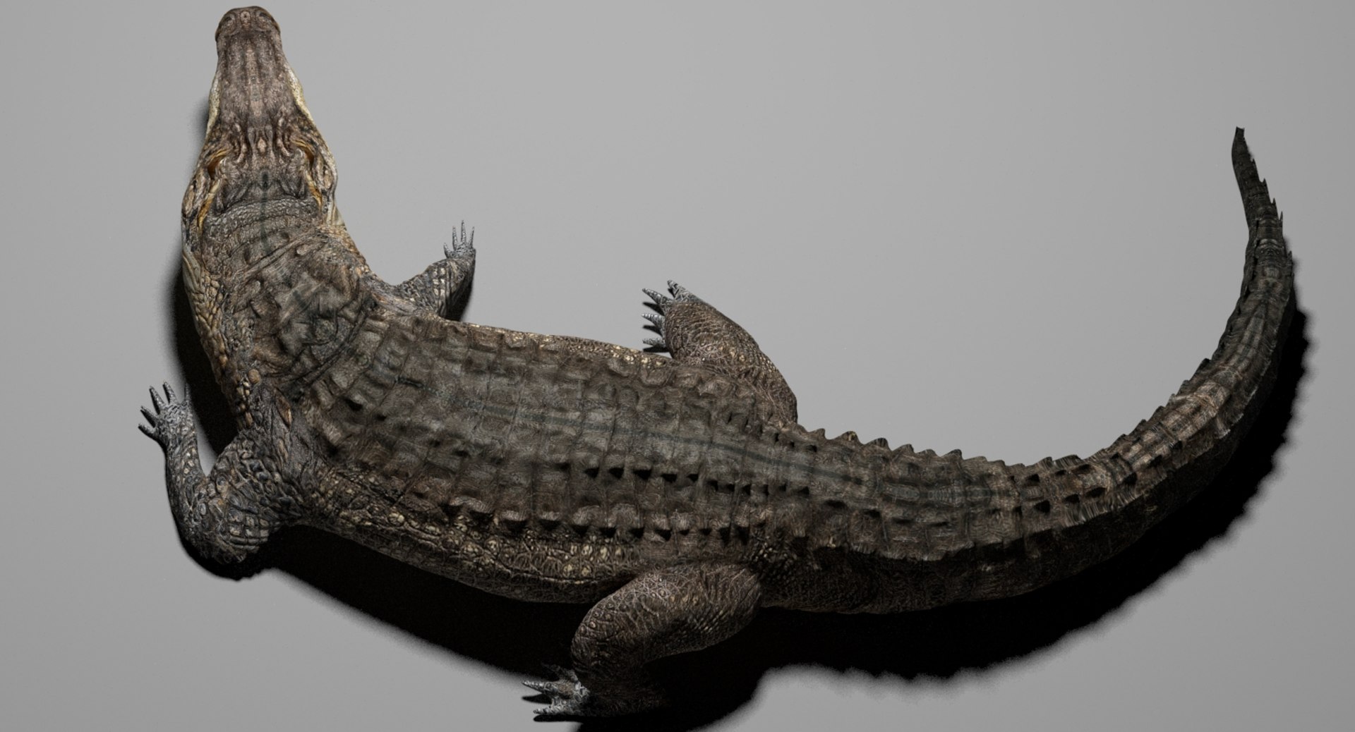3D Realistic Crocodile Rigged Model - TurboSquid 1402880