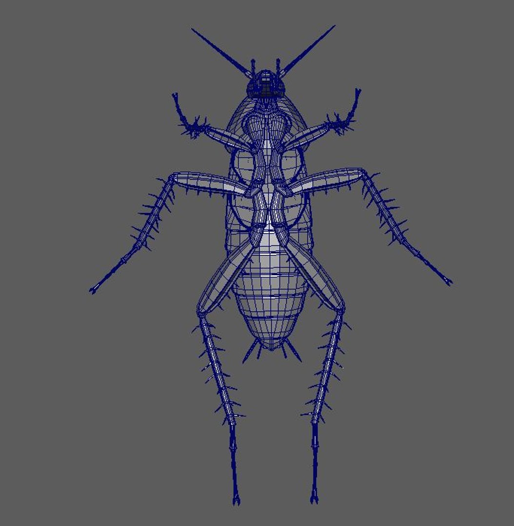 Cockroach Set Model - TurboSquid 1413371
