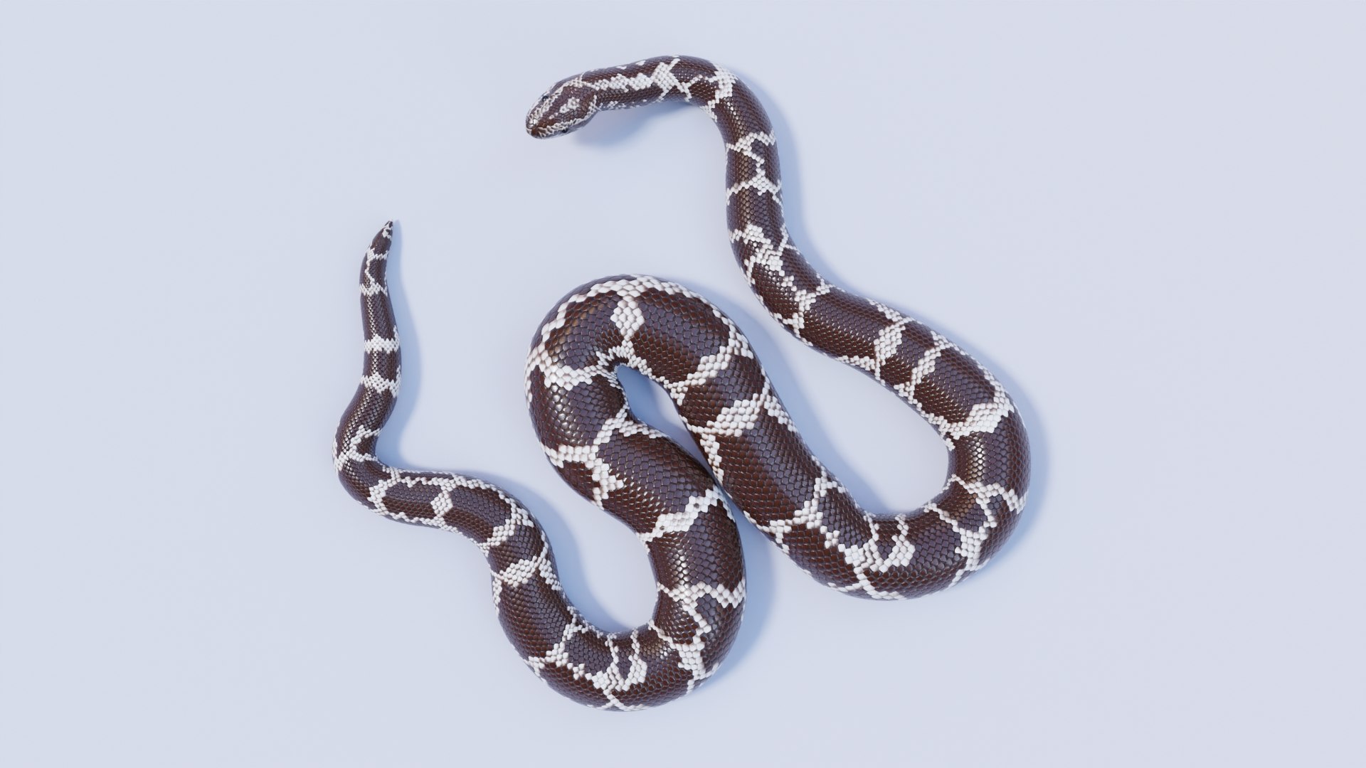 Rigged Kenyan Sand Boa model - TurboSquid 1952281