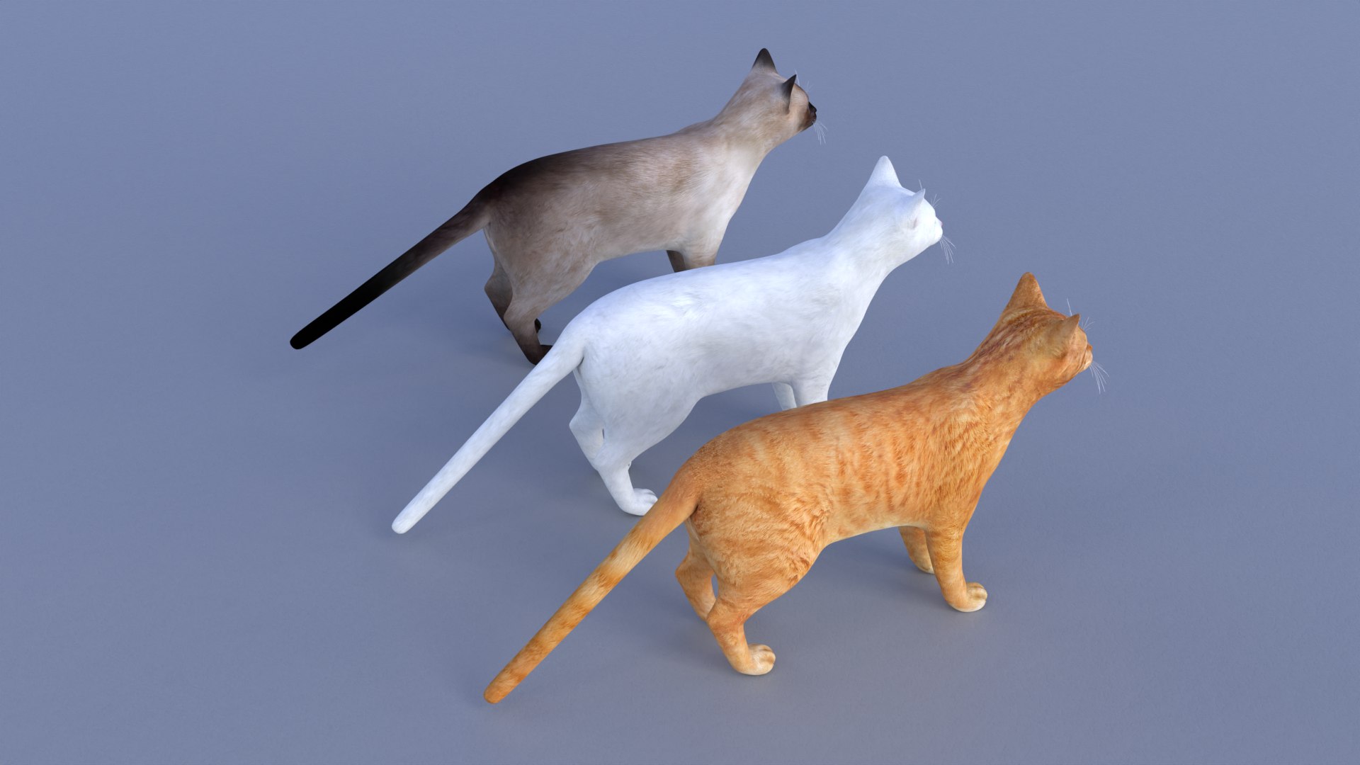 3D Cats Pack model - TurboSquid 2151007