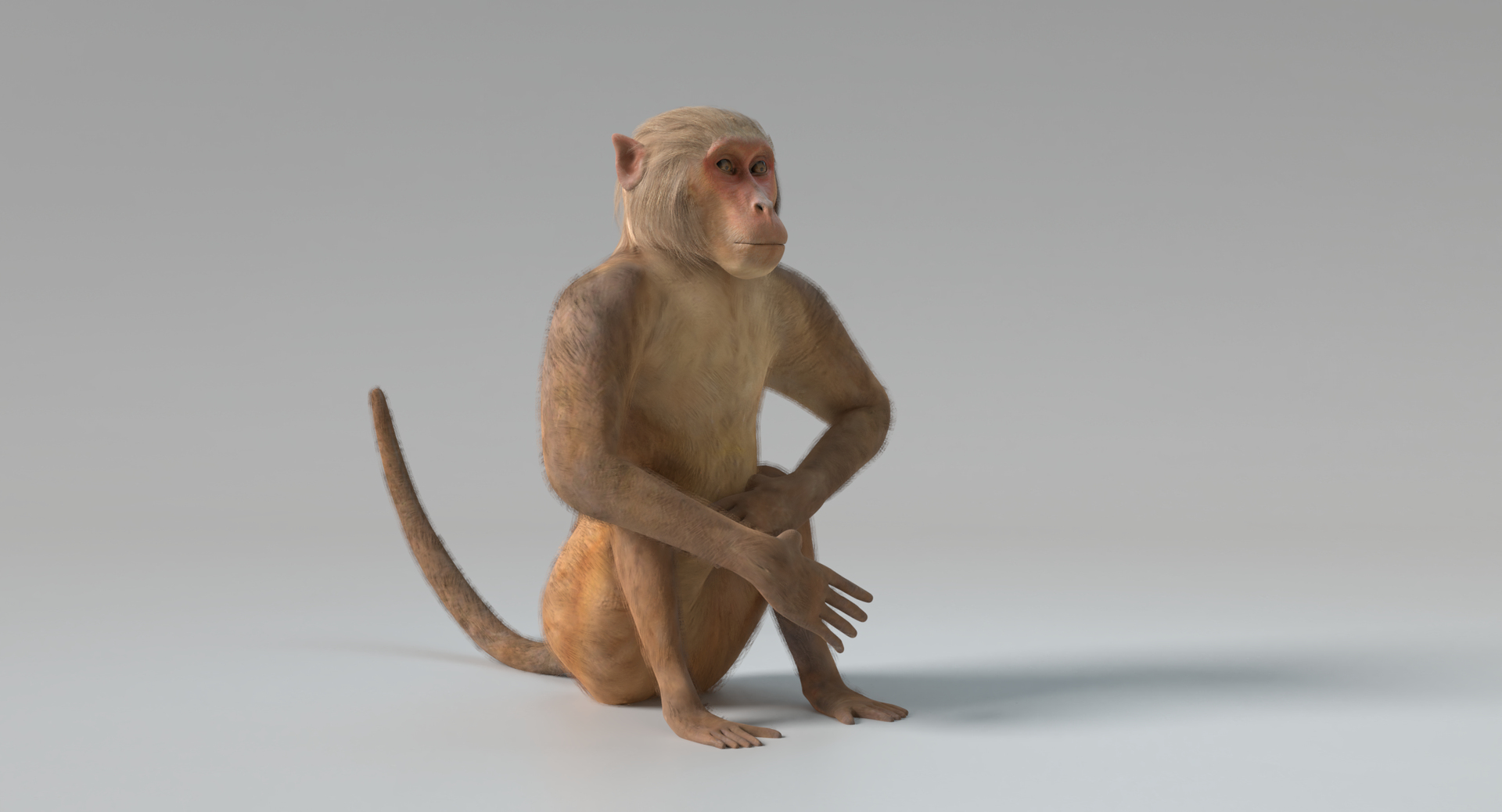 3D Monkey Animations 2 Model - TurboSquid 1384685
