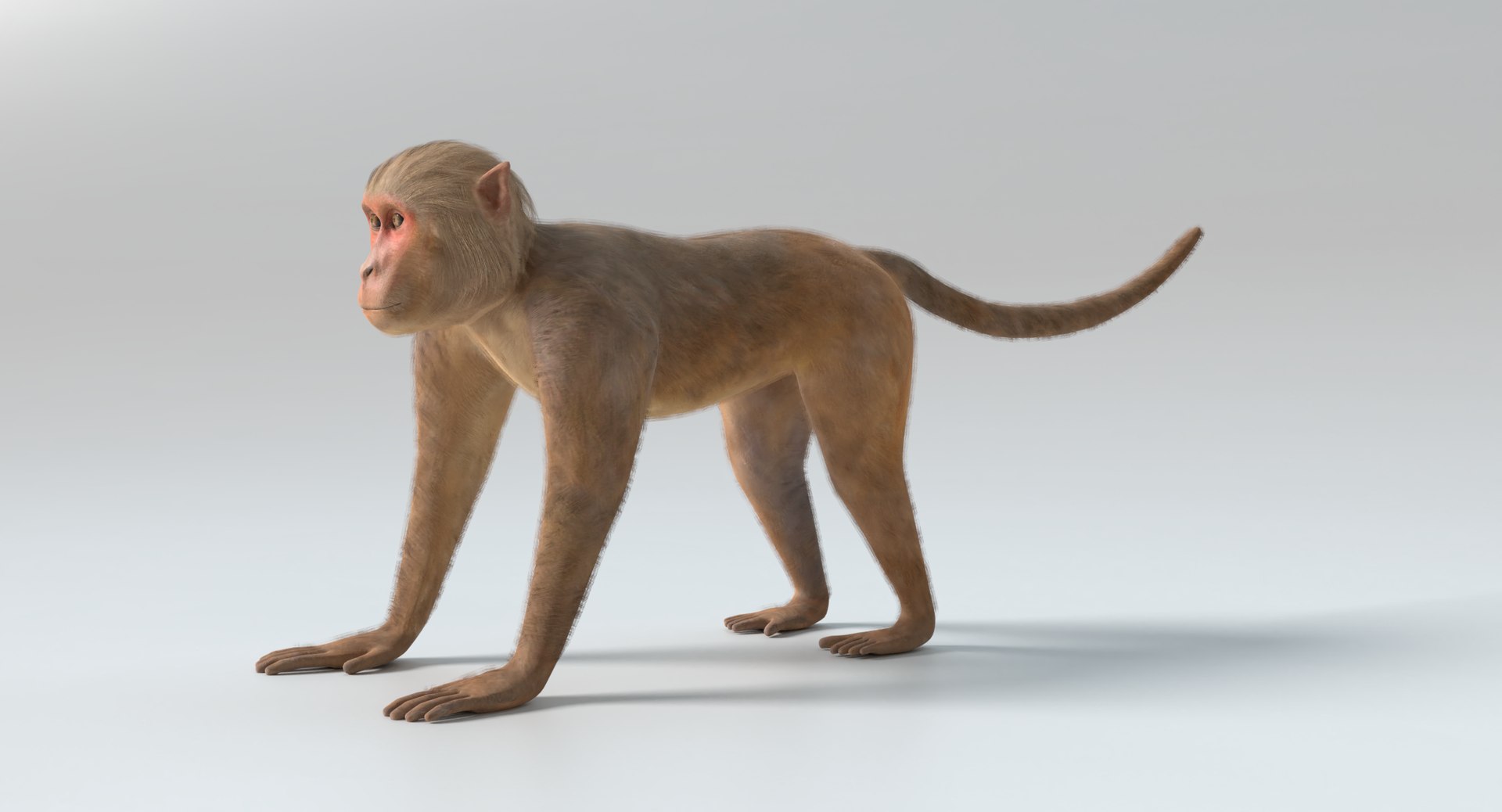 3D Monkey Animations 2 Model - TurboSquid 1384685