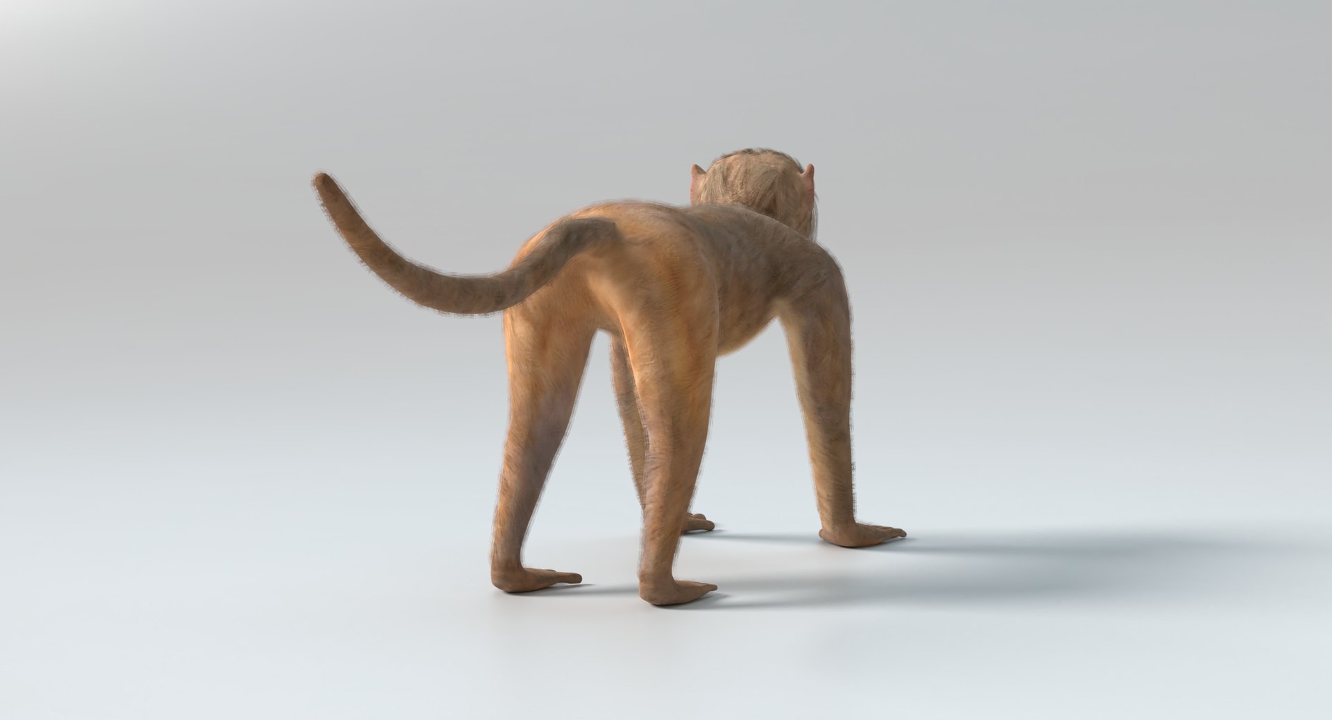 3D Monkey Animations 2 Model - TurboSquid 1384685