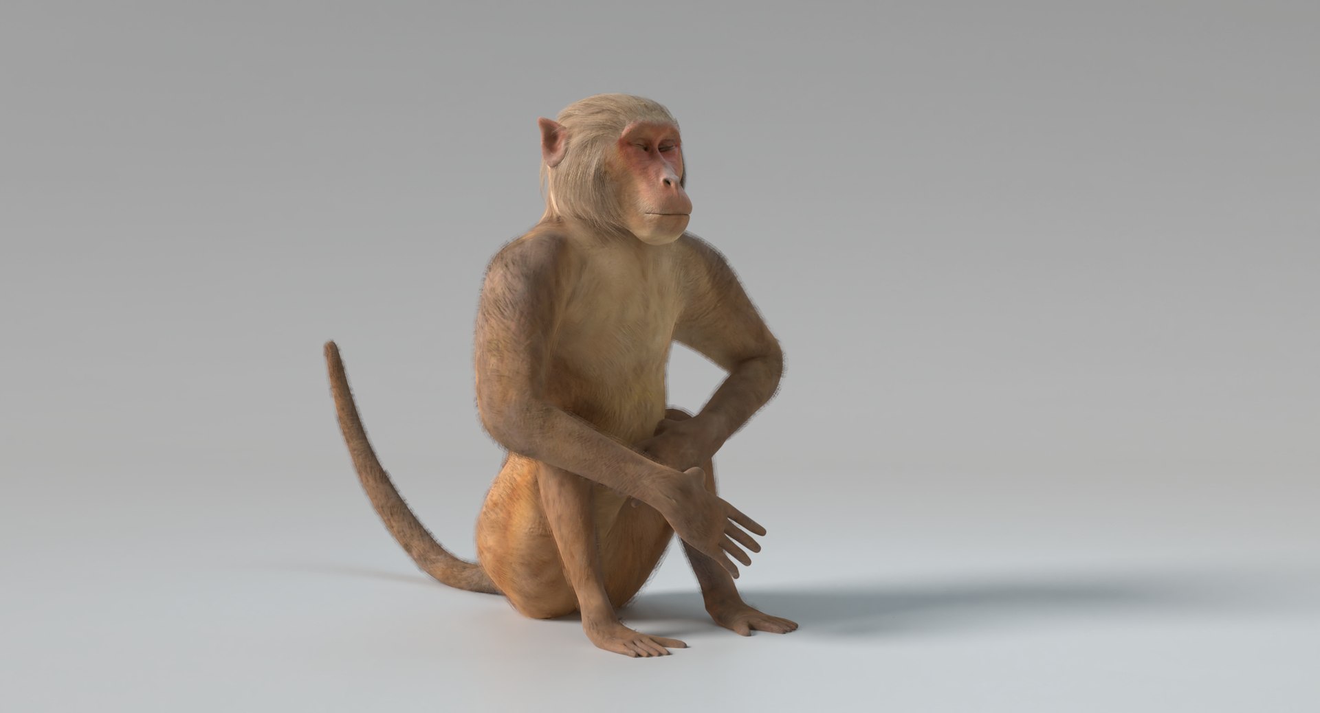 3D Monkey Animations 2 Model - TurboSquid 1384685