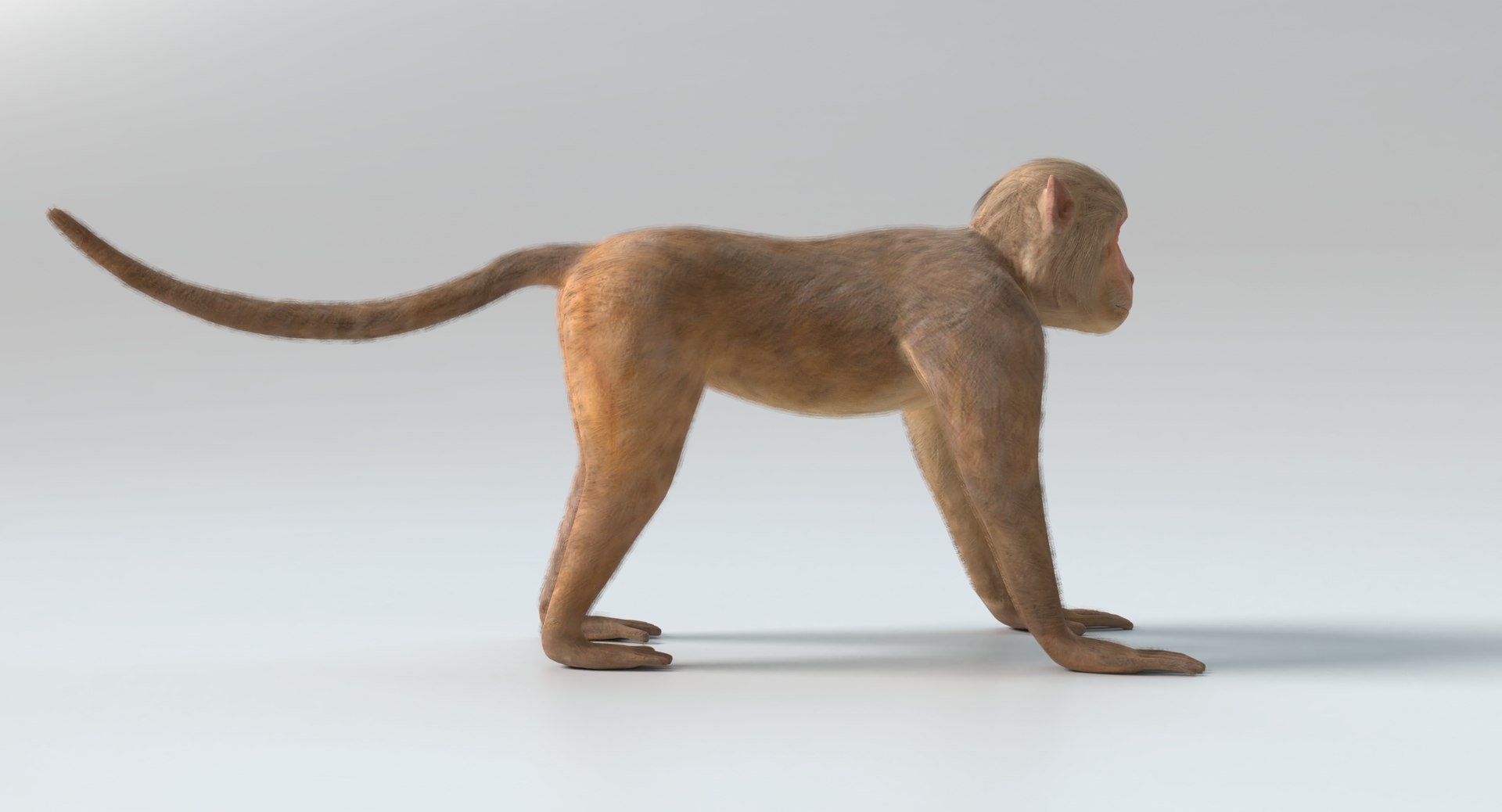 3D Monkey Animations 2 Model - TurboSquid 1384685