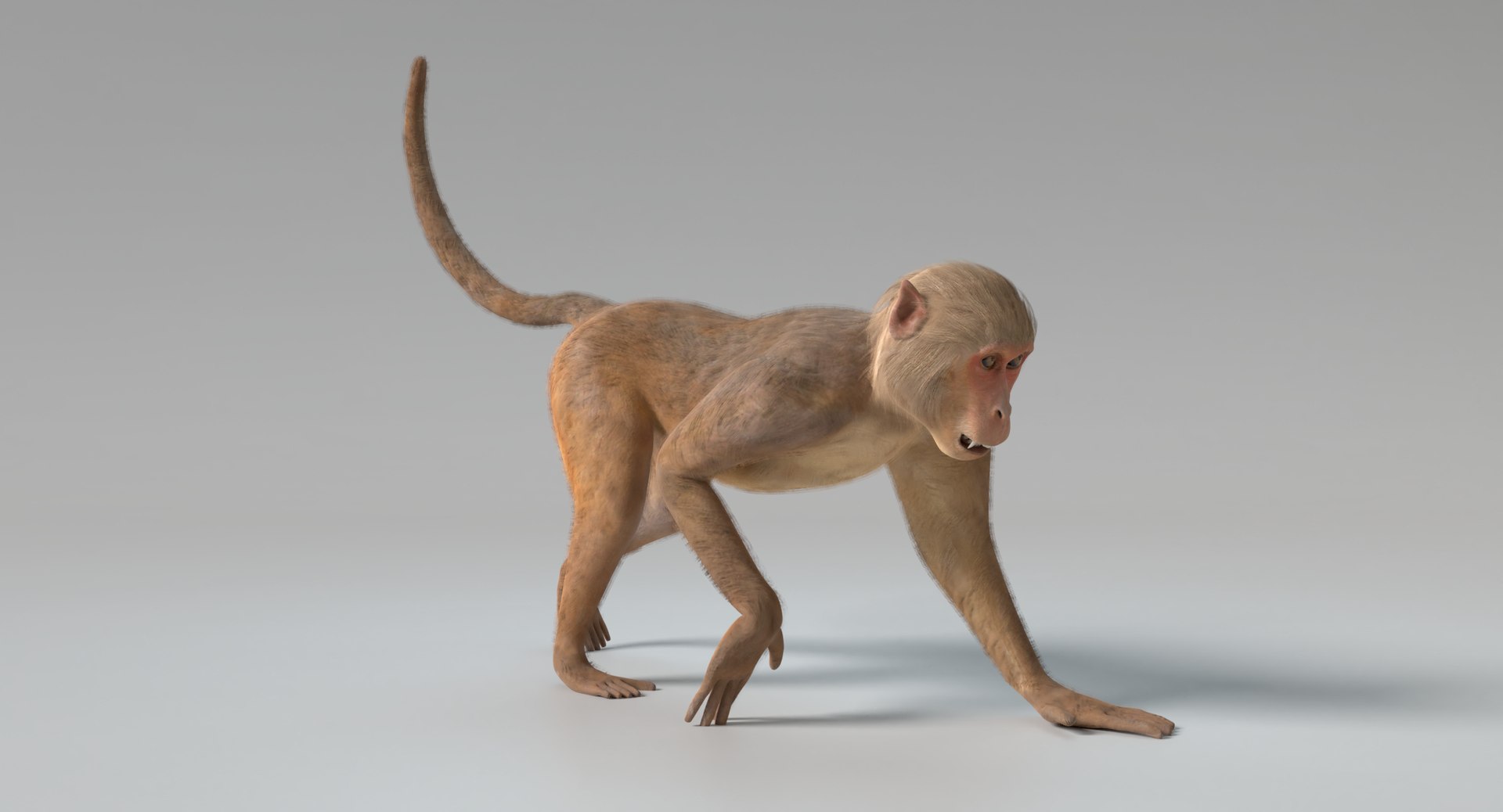 3D Monkey Animations 2 Model - TurboSquid 1384685