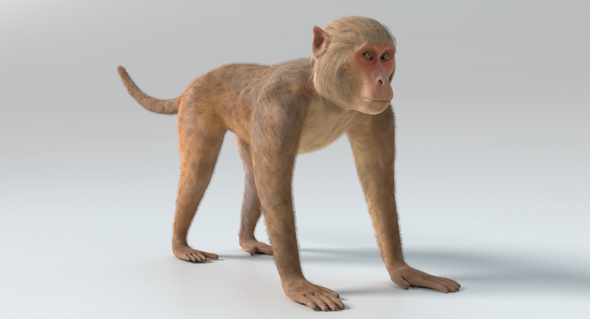 3D Monkey Animations 2 Model - TurboSquid 1384685