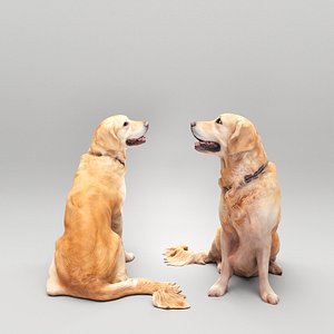 Free 3D Golden-Retriever Models | TurboSquid