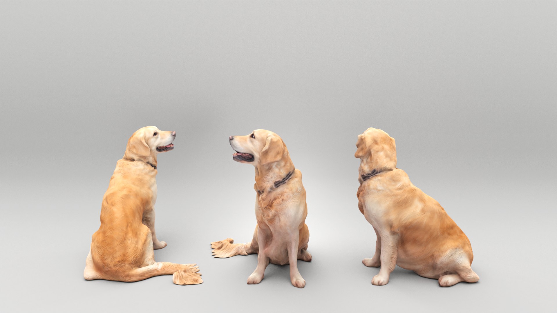 Golden Retriever 38 3D - TurboSquid 2133856