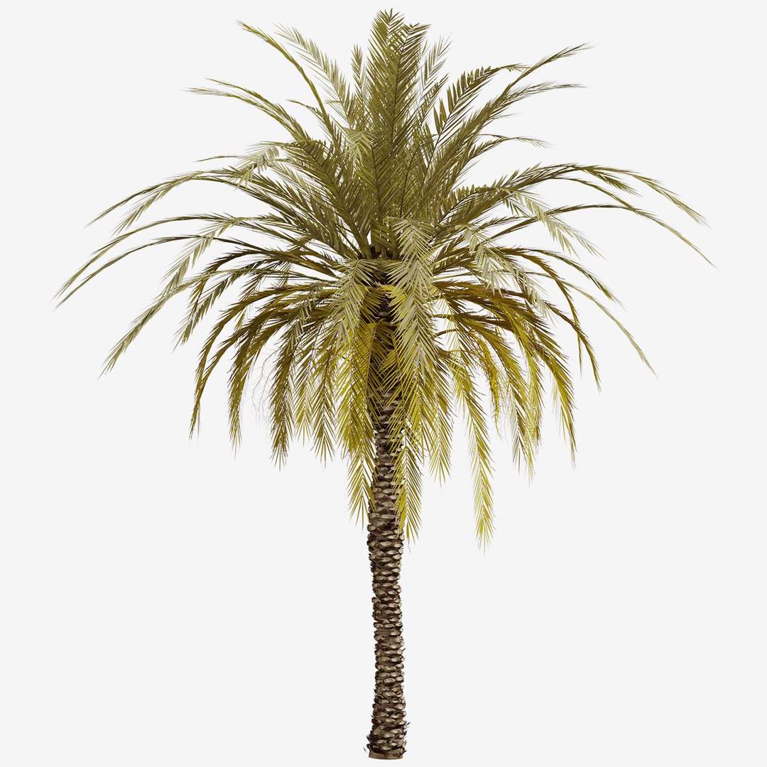 3D Set Of Phoenix Dactylifera Palm Or Date Palm Tree - 4 Trees ...
