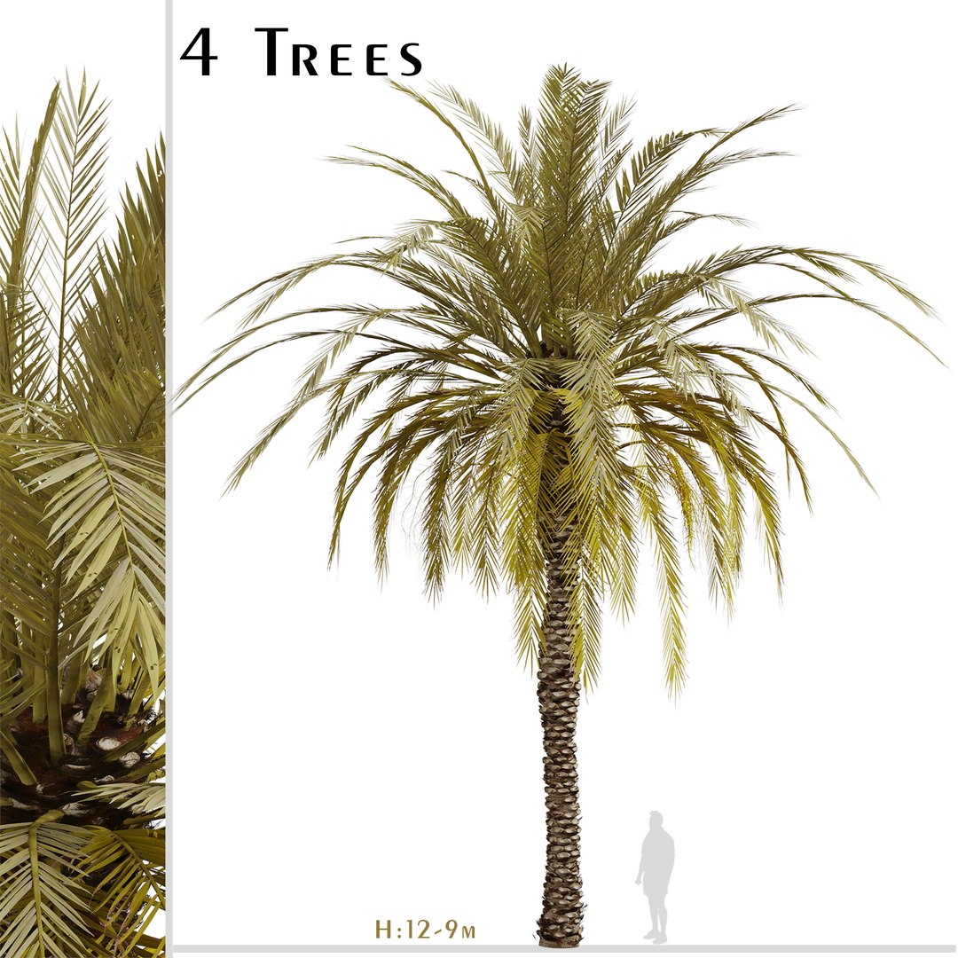 3D Set Of Phoenix Dactylifera Palm Or Date Palm Tree - 4 Trees ...