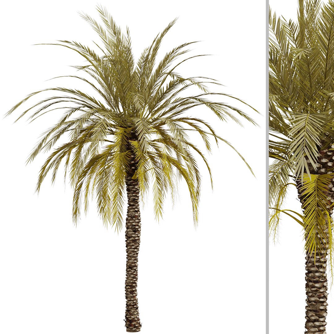 3D Set Of Phoenix Dactylifera Palm Or Date Palm Tree - 4 Trees ...