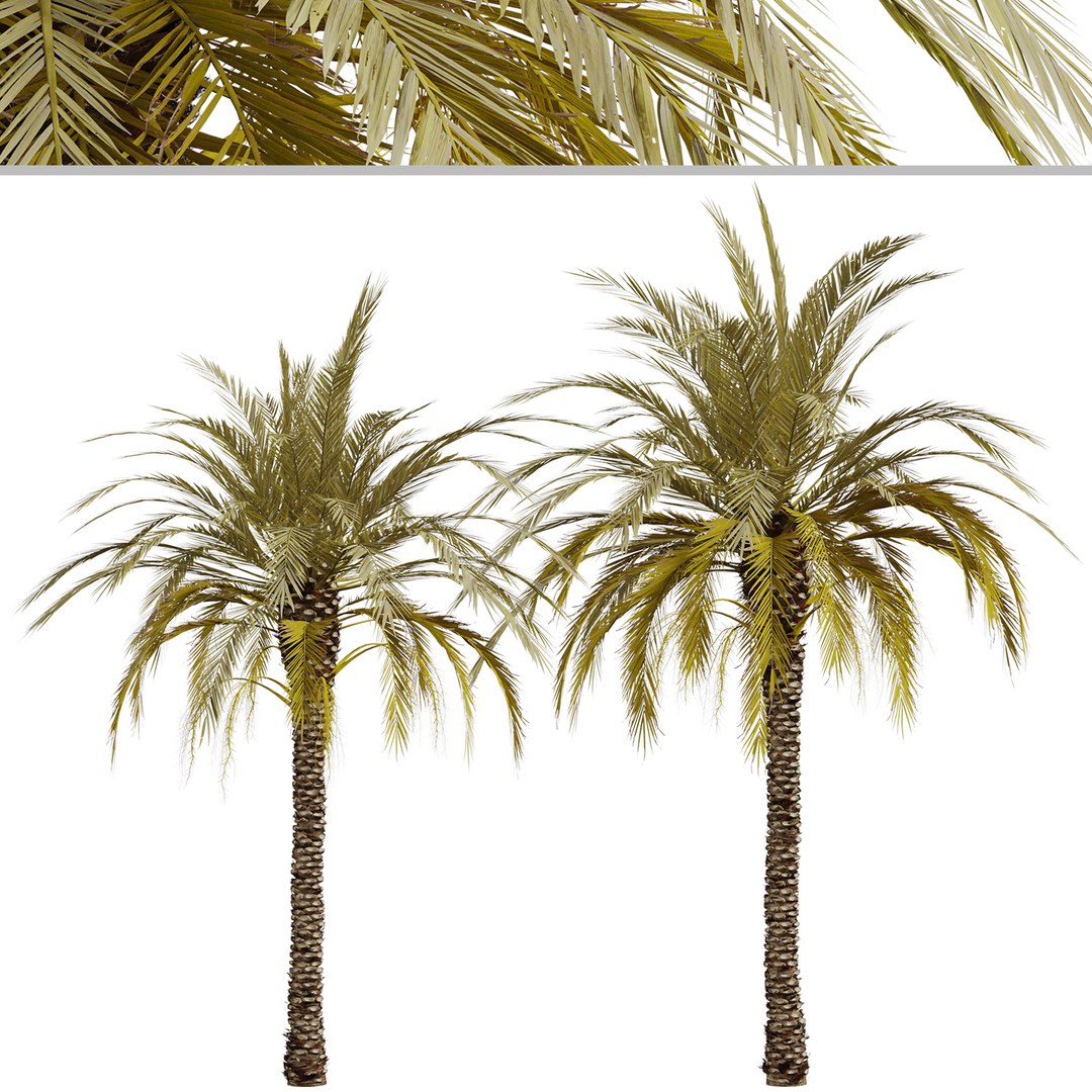 3D Set Of Phoenix Dactylifera Palm Or Date Palm Tree - 4 Trees ...