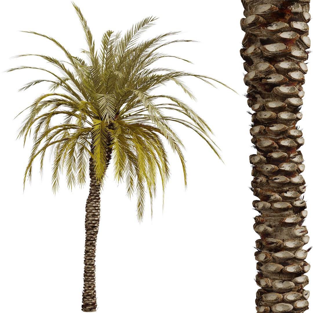 3D Set Of Phoenix Dactylifera Palm Or Date Palm Tree - 4 Trees ...