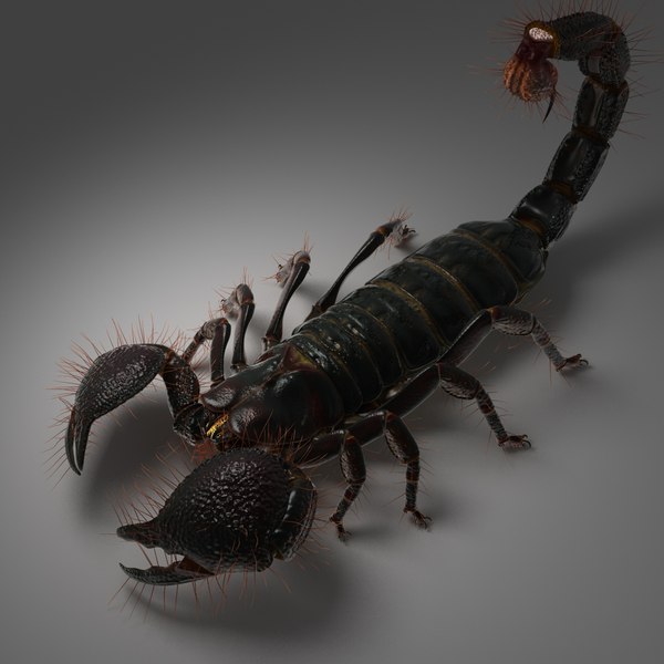 ma emperor scorpion
