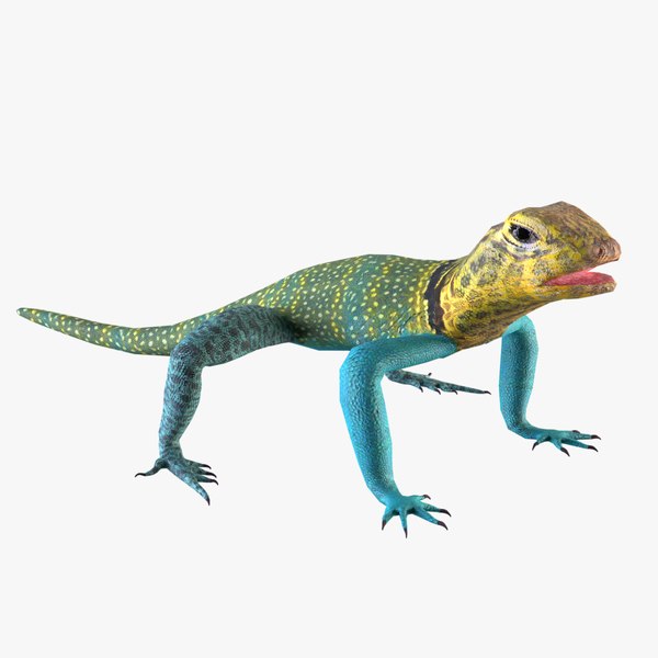 3D collared lizard model - TurboSquid 1226901