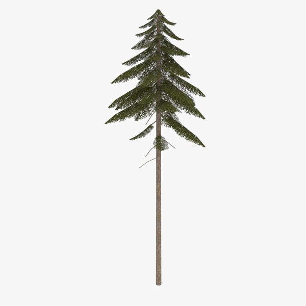 maya pine tree