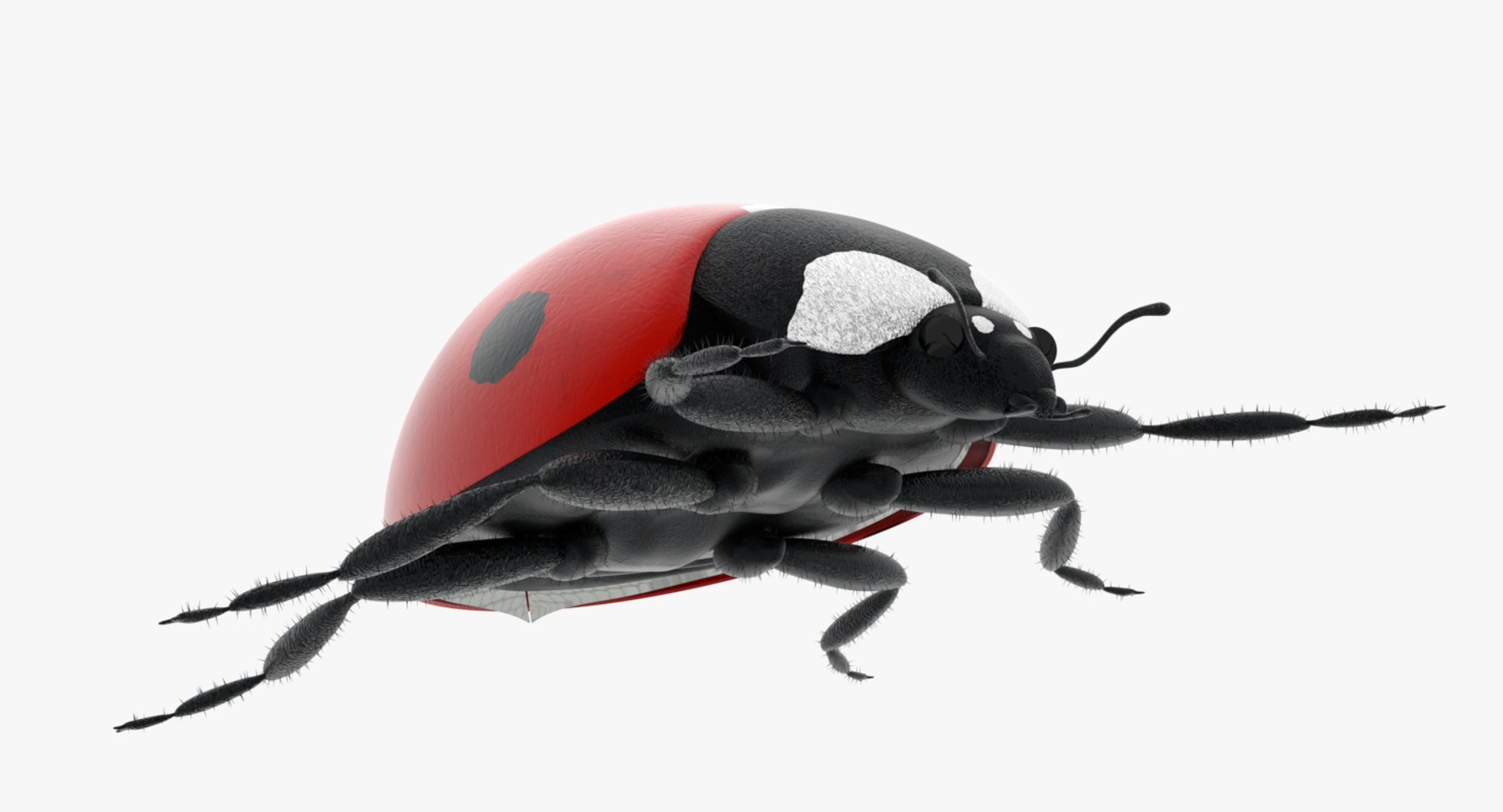 3D Model Ladybug - TurboSquid 1284194