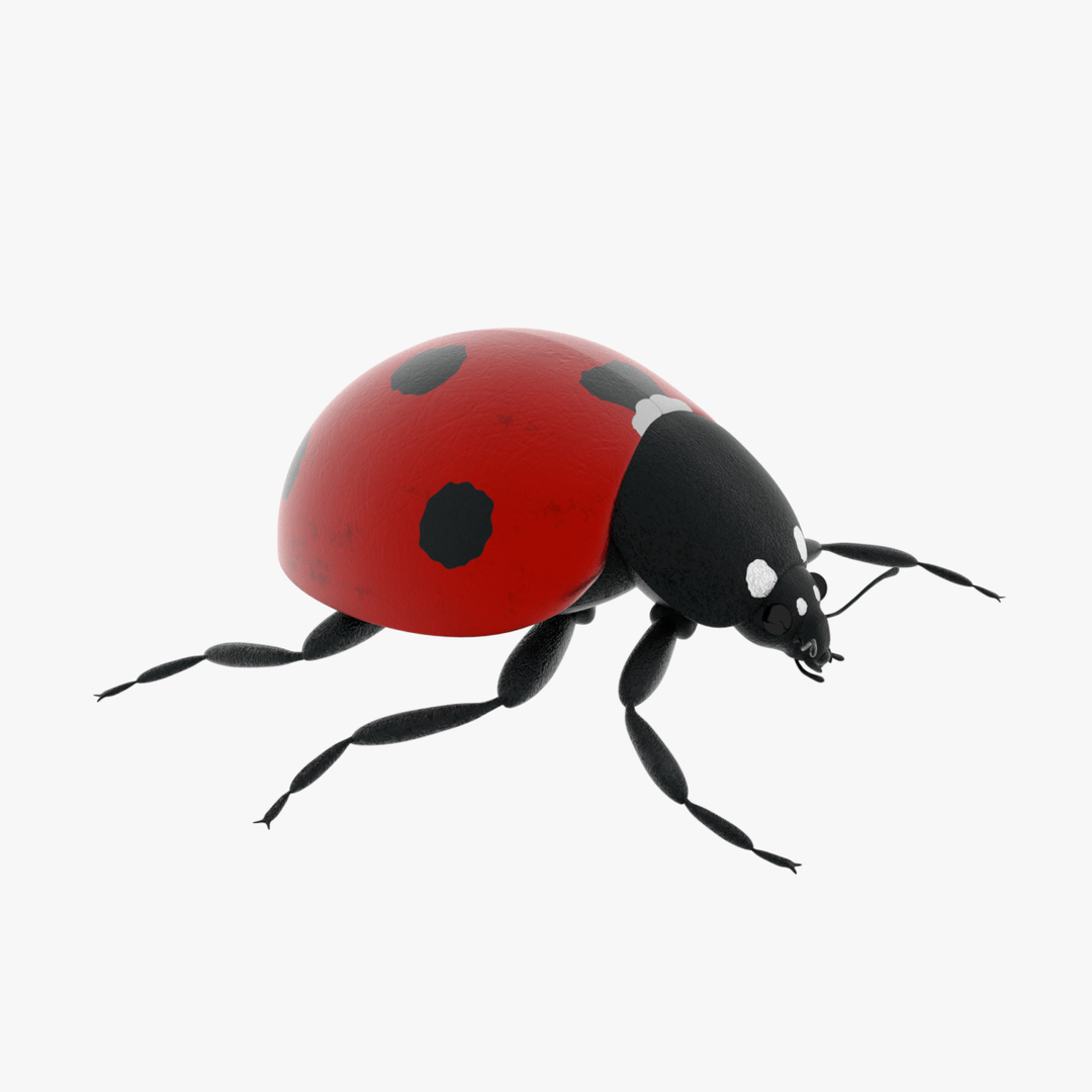 3D Model Ladybug - TurboSquid 1284194