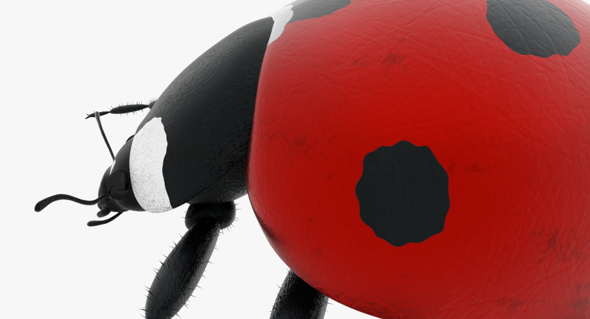 3D Model Ladybug - TurboSquid 1284194