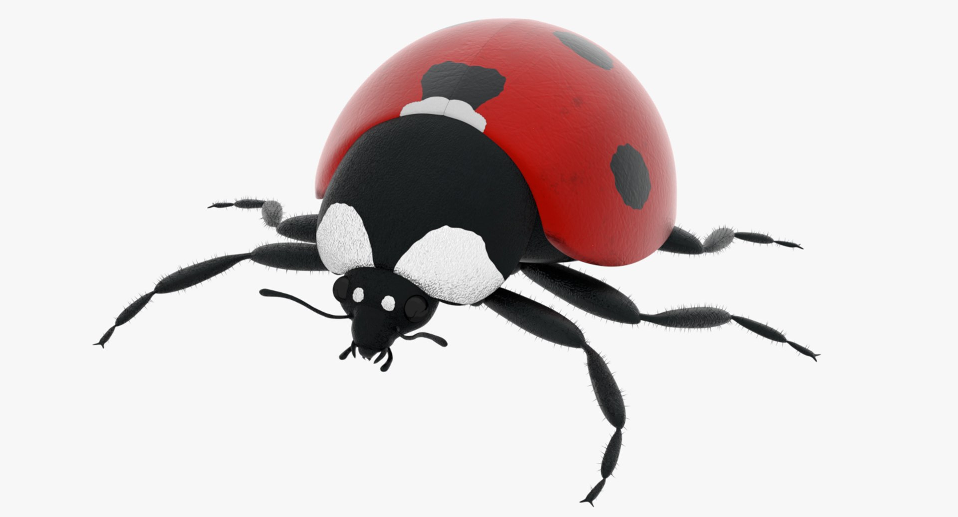 3D Model Ladybug - TurboSquid 1284194