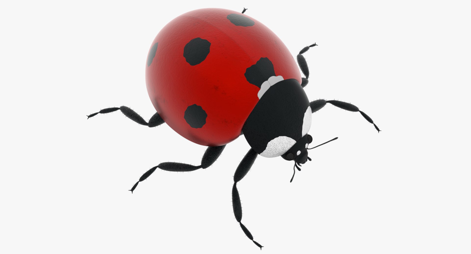 3D Model Ladybug - TurboSquid 1284194