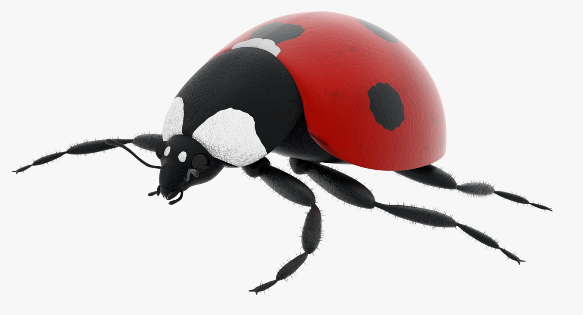 3D Model Ladybug - TurboSquid 1284194