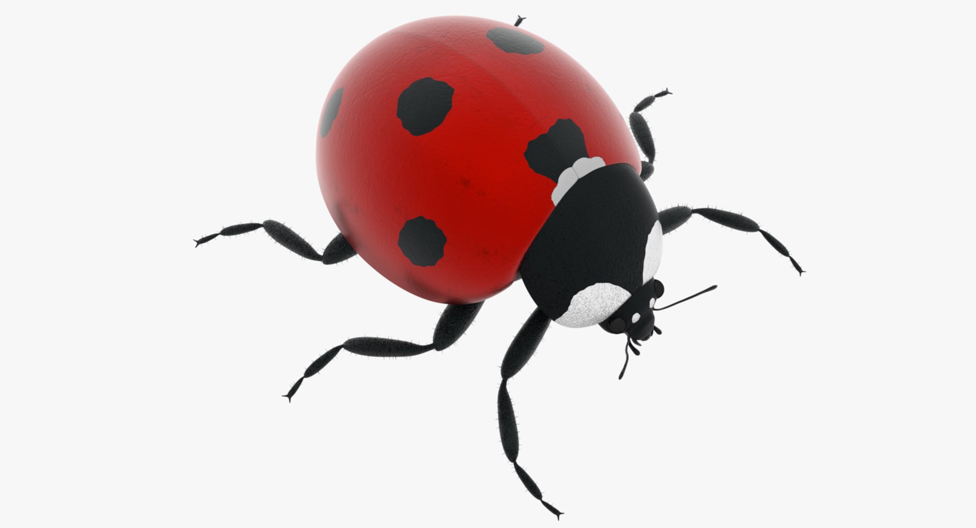3D Model Ladybug - TurboSquid 1284194