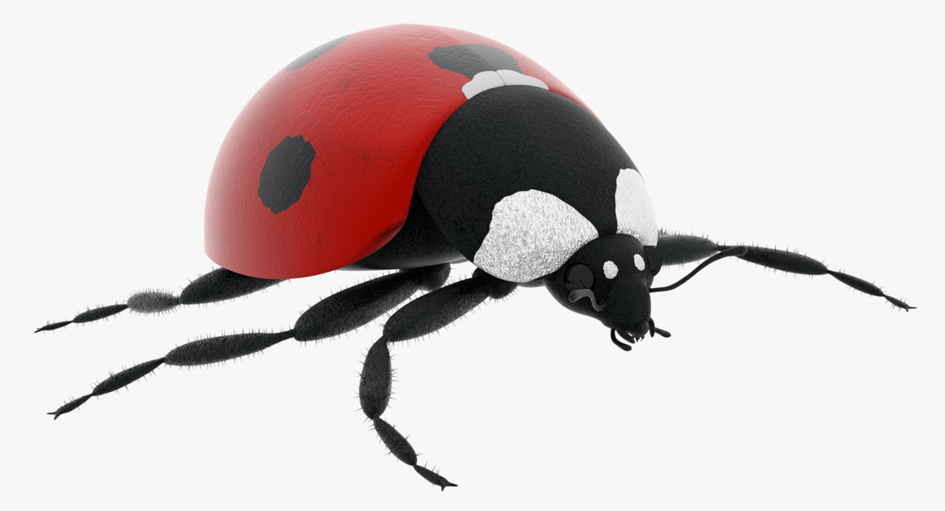 3D Model Ladybug - TurboSquid 1284194