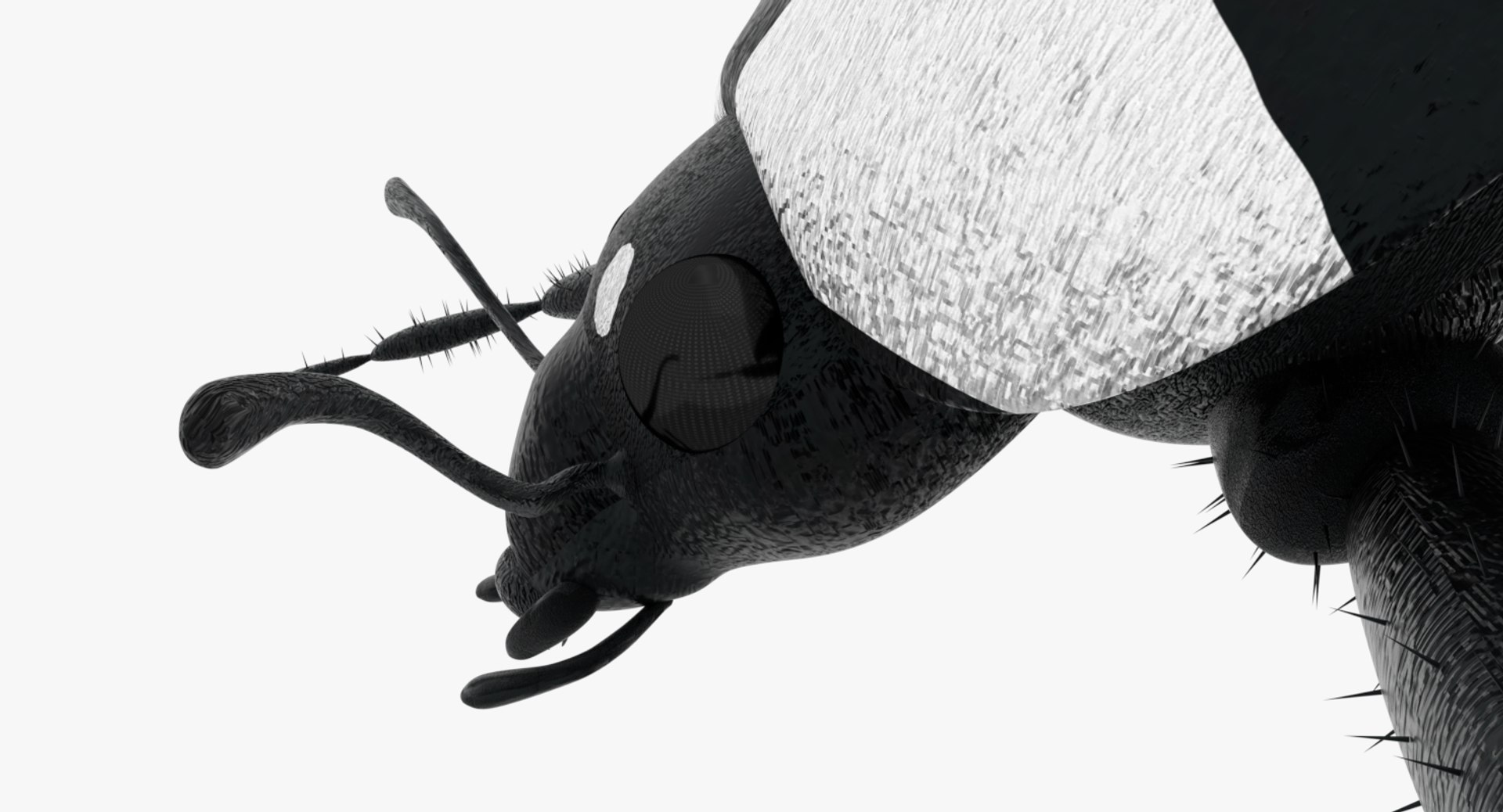 3D Model Ladybug - TurboSquid 1284194