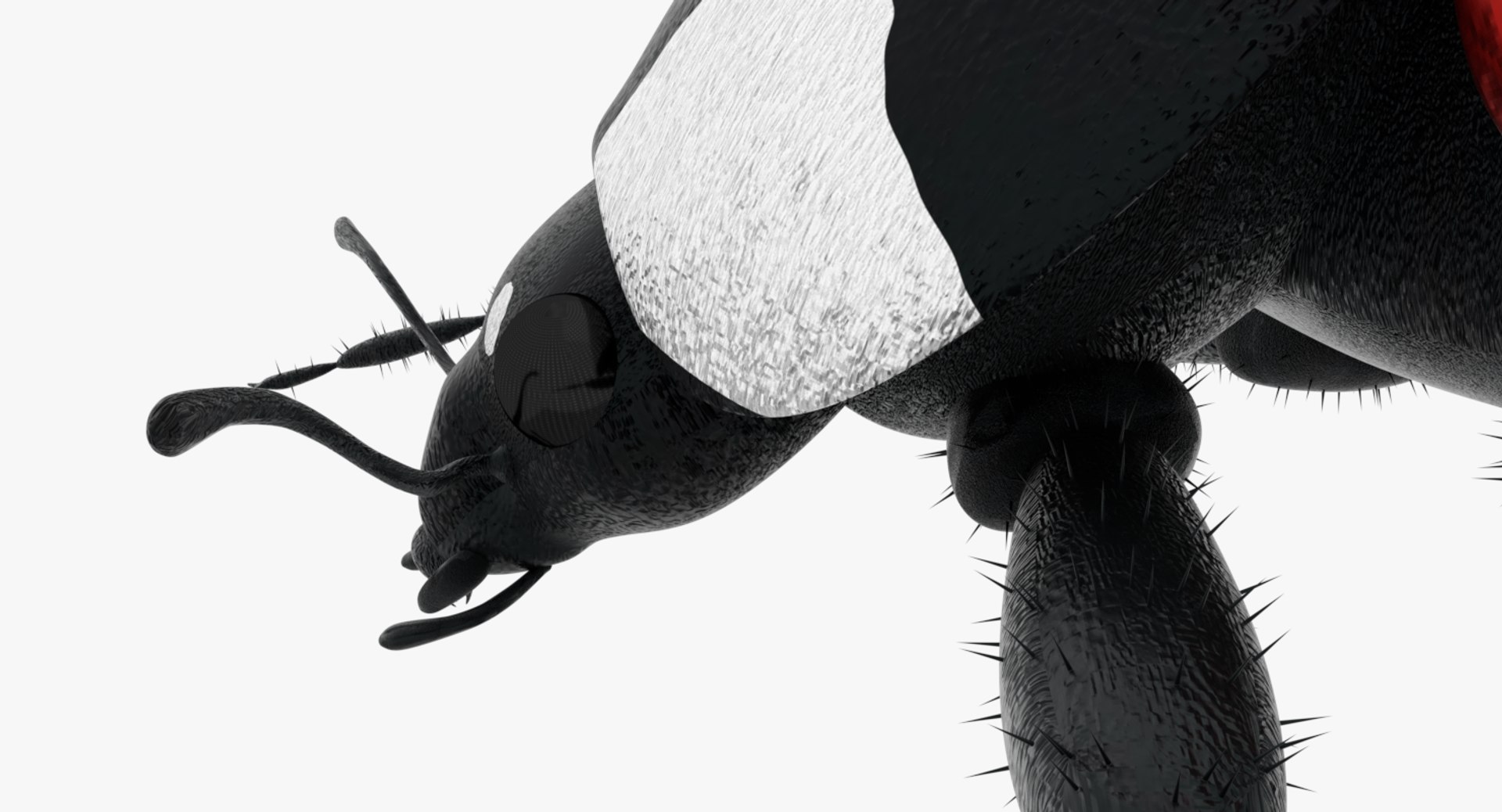 3D Model Ladybug - TurboSquid 1284194