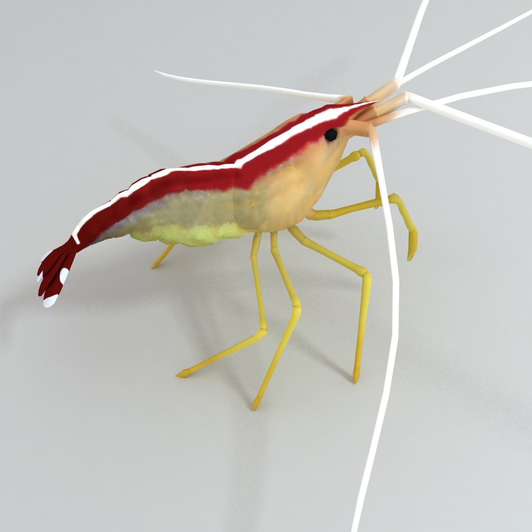 Cleaner Shrimp 3ds