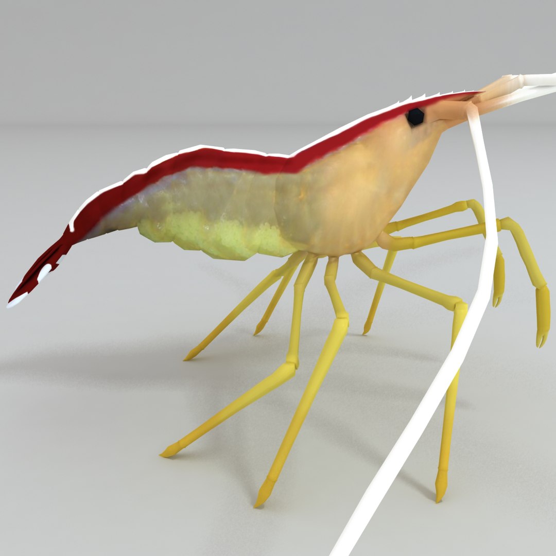 Cleaner Shrimp 3ds